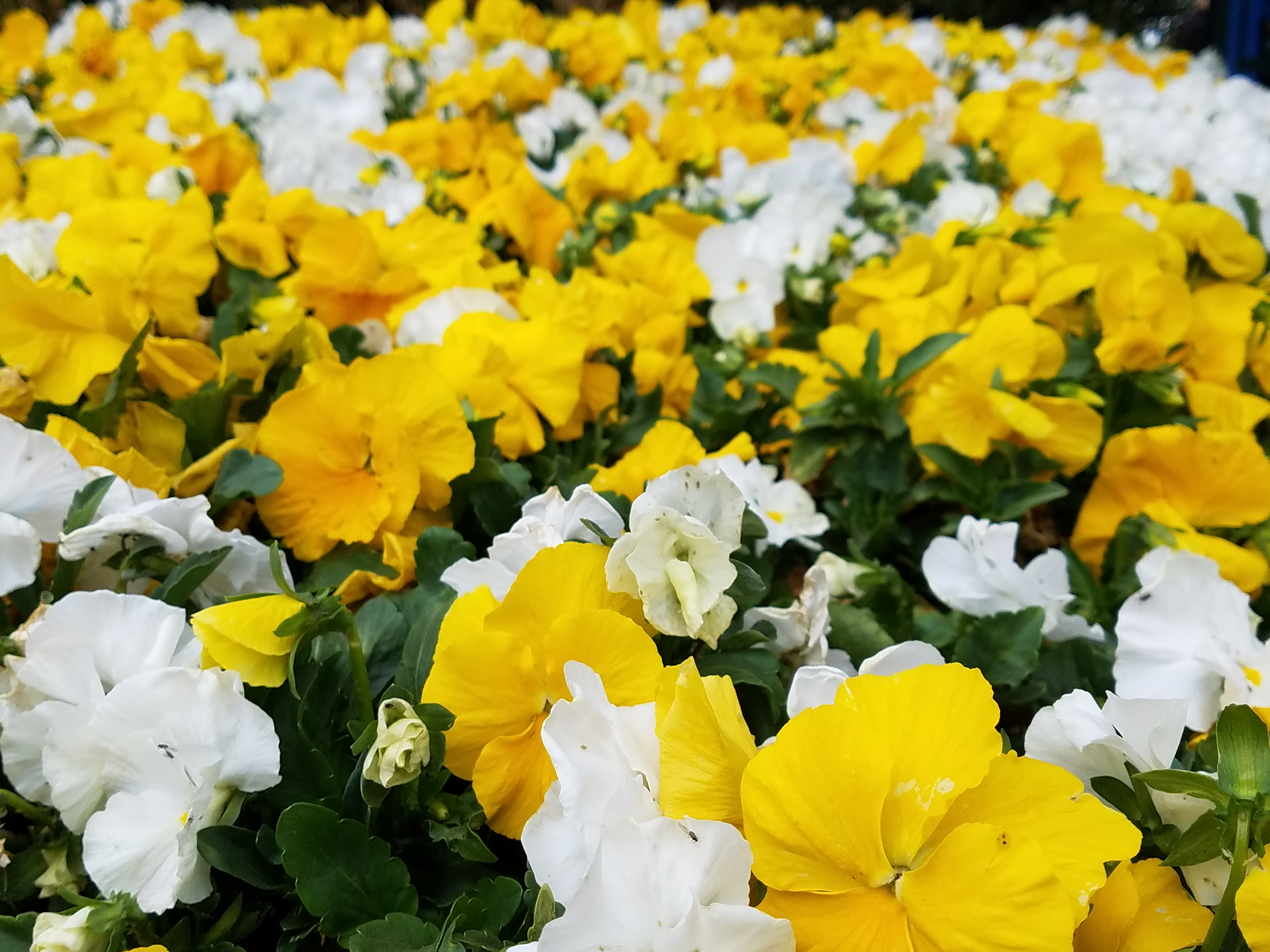 20180323_114228 – Amanda Salisbury Books